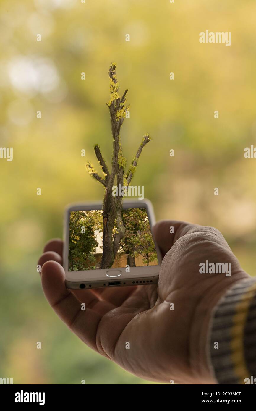 Tree coming out of a smartphone screen in the hand of a person with a ...