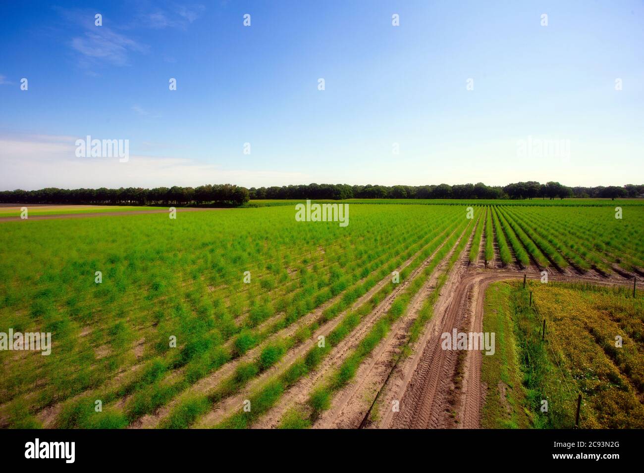Landscape with asparagus field, fresh plantation of the vegetable ...
