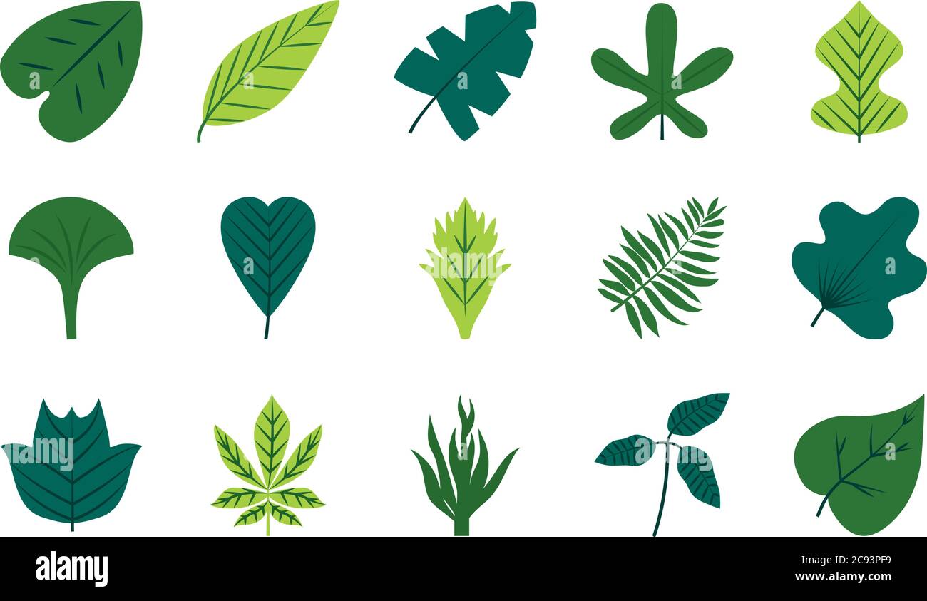 tropical leaves flat style icon set design of Natural floral nature and ...