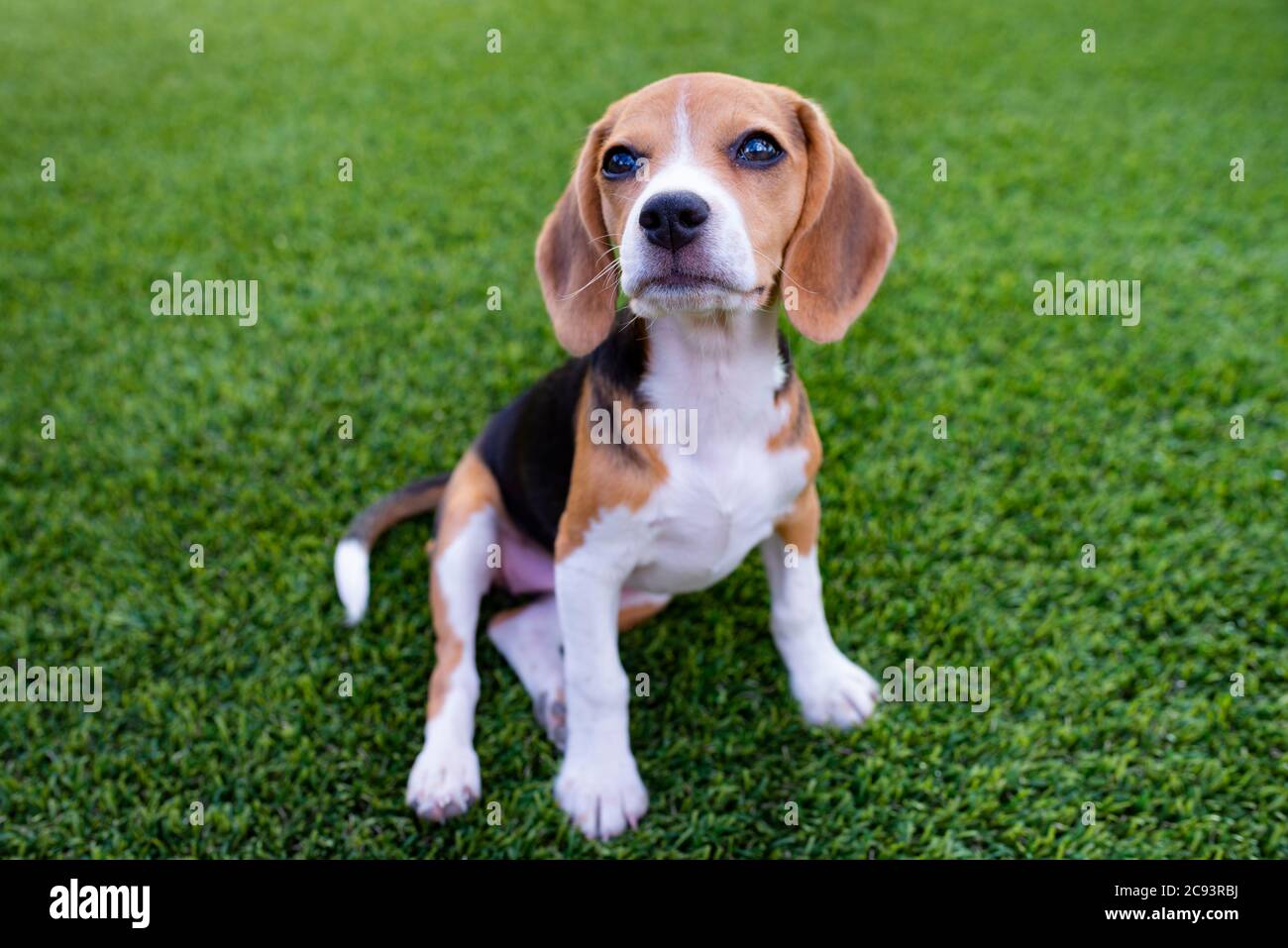 Puppy beagle hi-res stock photography and images - Alamy