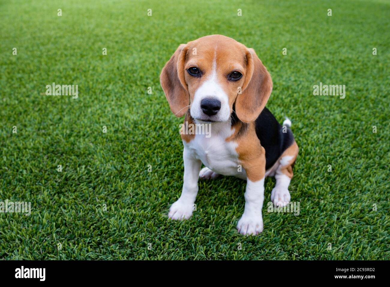 Exterior puppy hi-res stock photography and images - Alamy