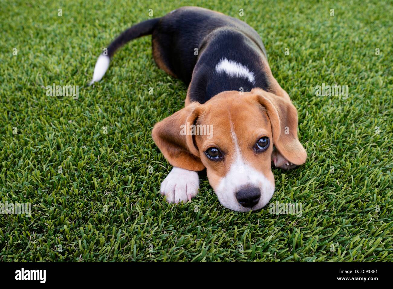 Puppy beagle hi-res stock photography and images - Alamy