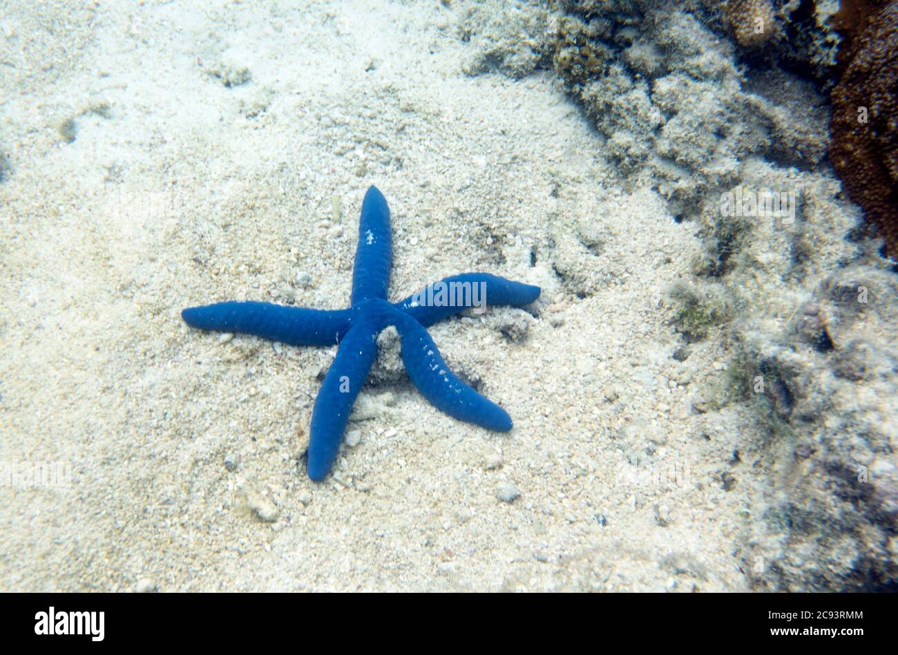 Colorful seastar on coral reef hi-res stock photography and images - Alamy
