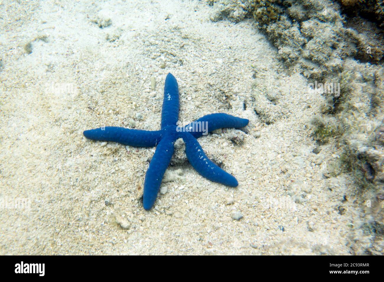 A blue sea star on the sand in Indonesia Stock Photo - Alamy
