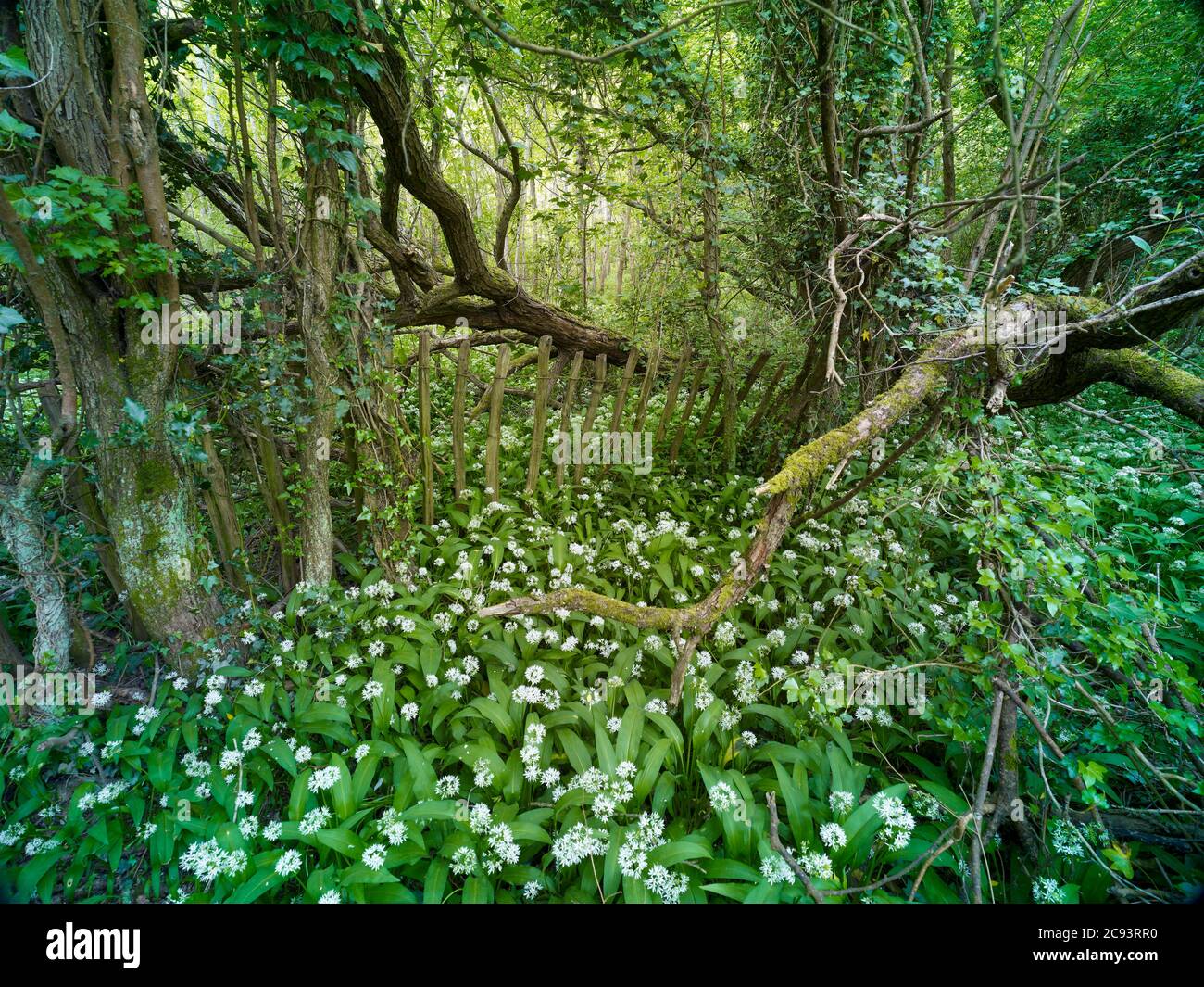 English Ransom's, Allium ursinum, in a wider landscape setting,Surrey ...