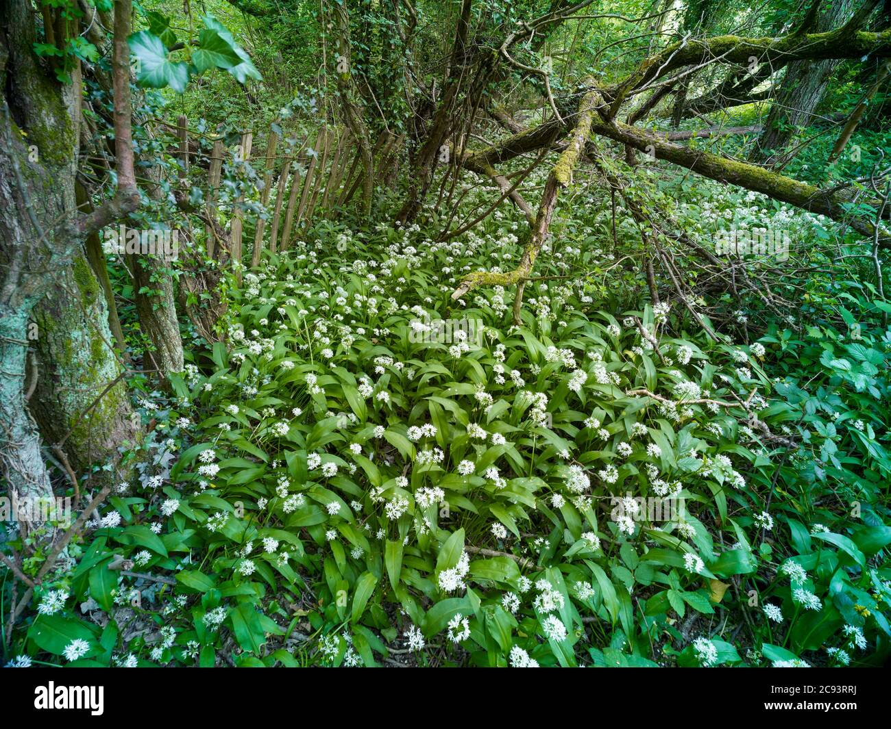 English Ransom's, Allium ursinum, in a wider landscape setting,Surrey ...