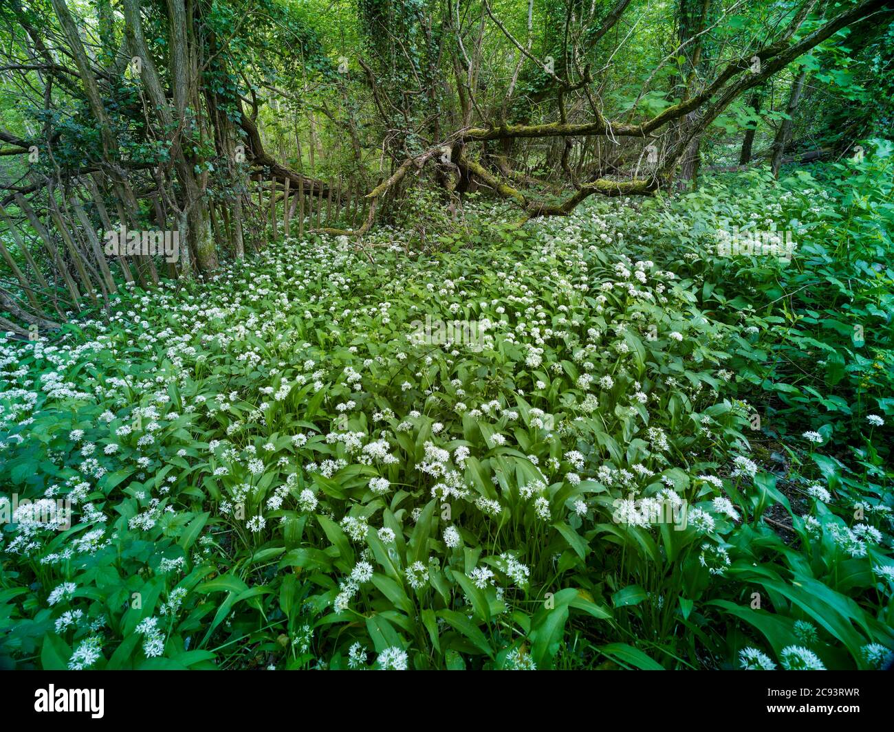 English Ransom's, Allium ursinum, in a wider landscape setting,Surrey ...