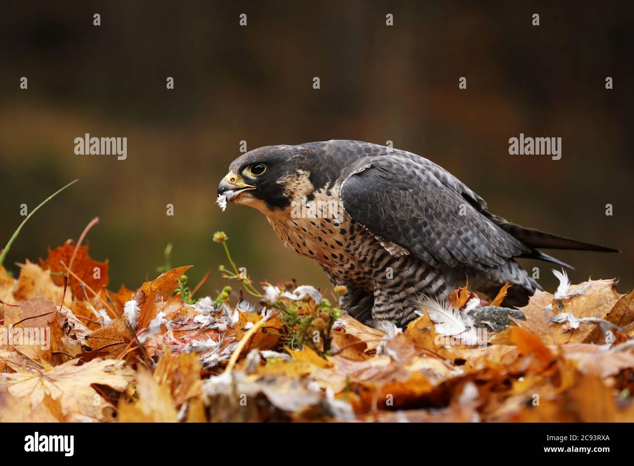 Wanderer falcon hi-res stock photography and images - Alamy