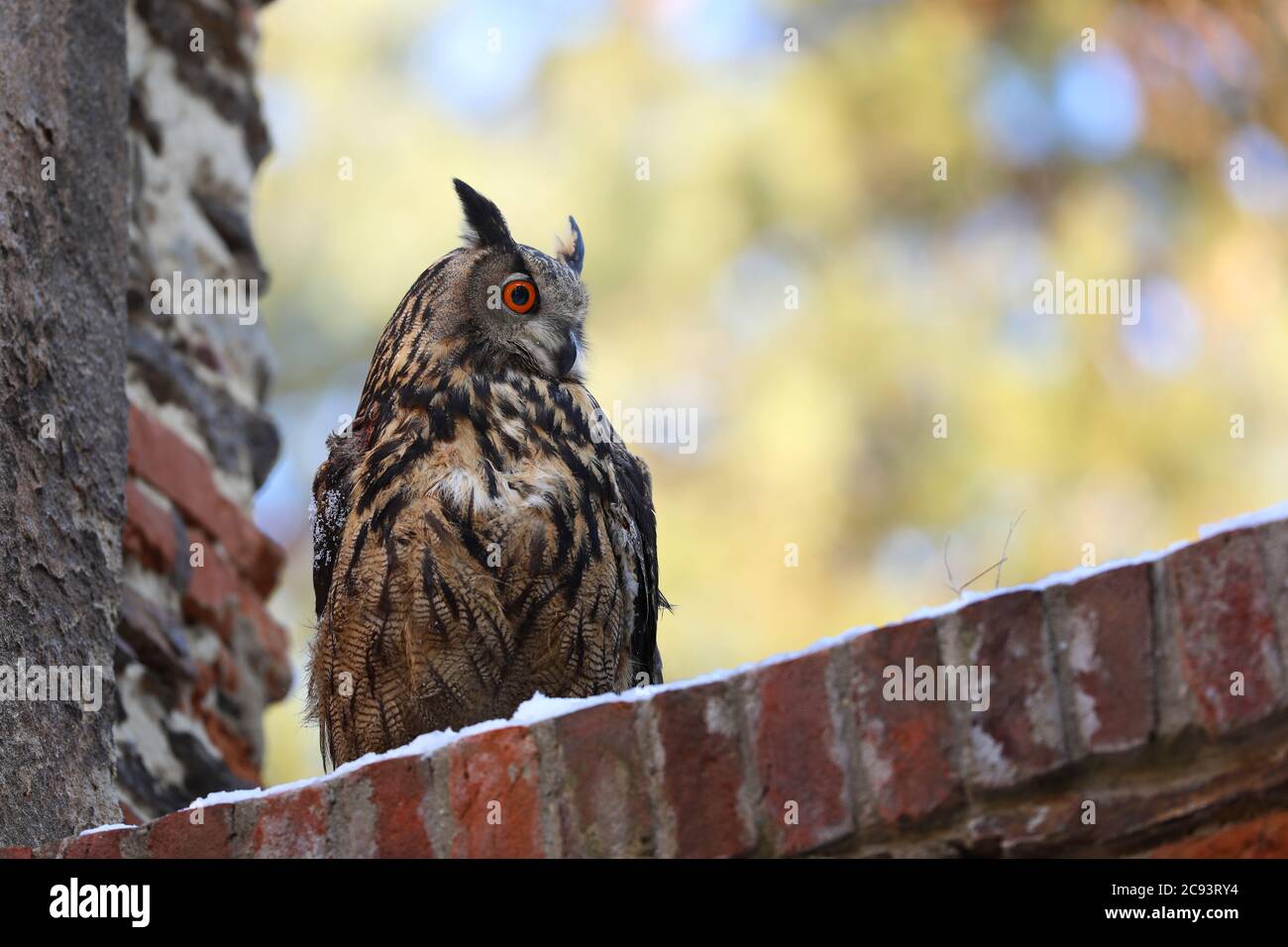 Largest Eagle Owl High Resolution Stock Photography and Images - Alamy