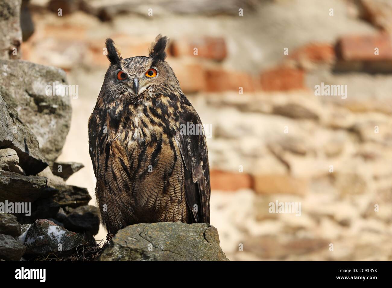 A big brown eared owl sits on an ancient stone wall. Bubo bubo, close ...