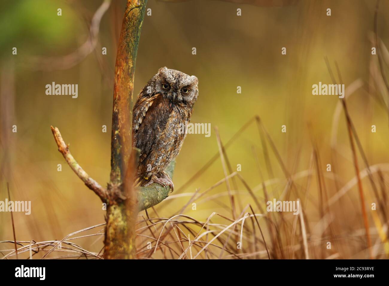 Romania bird wildlife little hi-res stock photography and images - Alamy