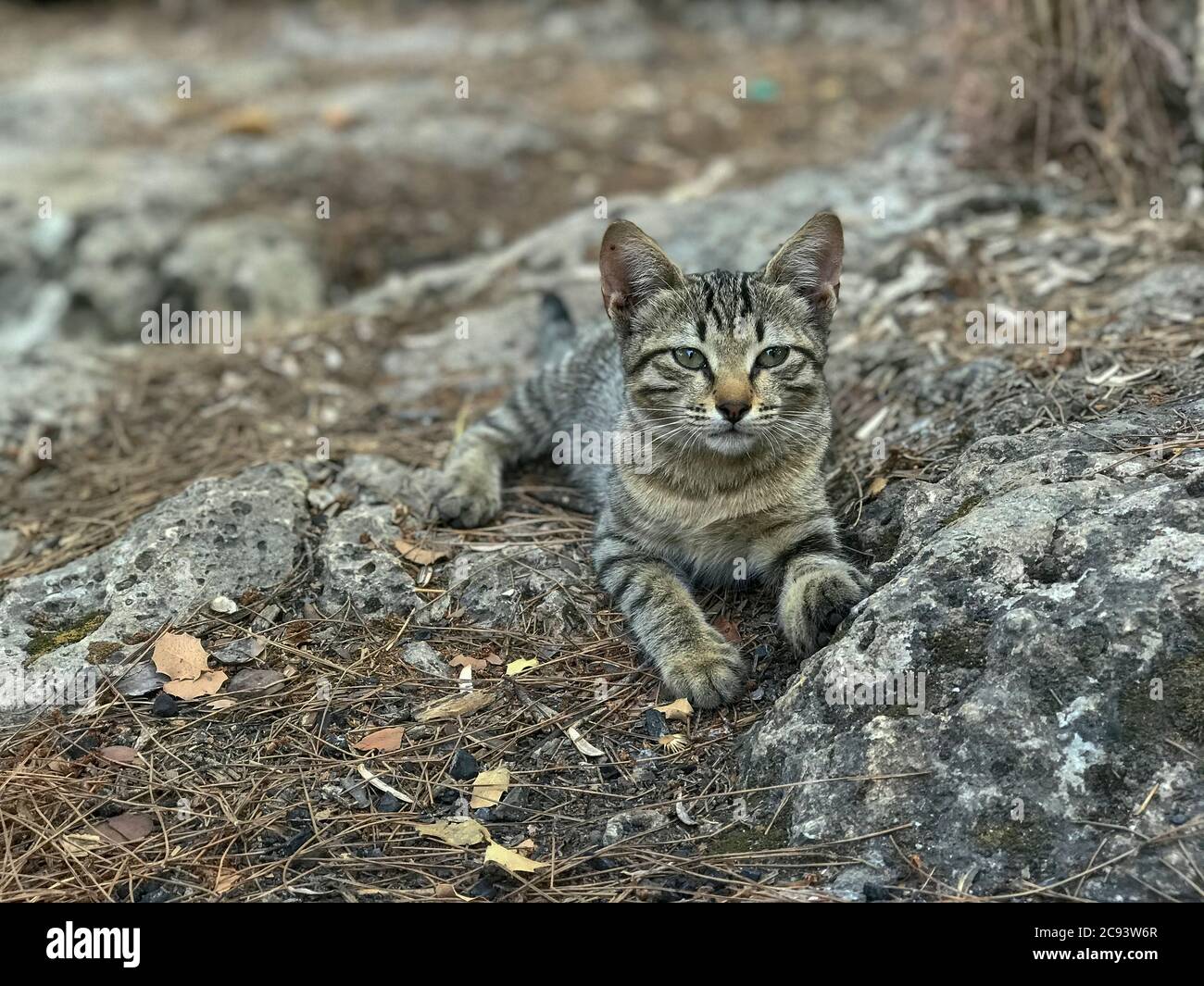 Kitten tabby cat sitting on stones and leaves in Turkey Stock Photo - Alamy