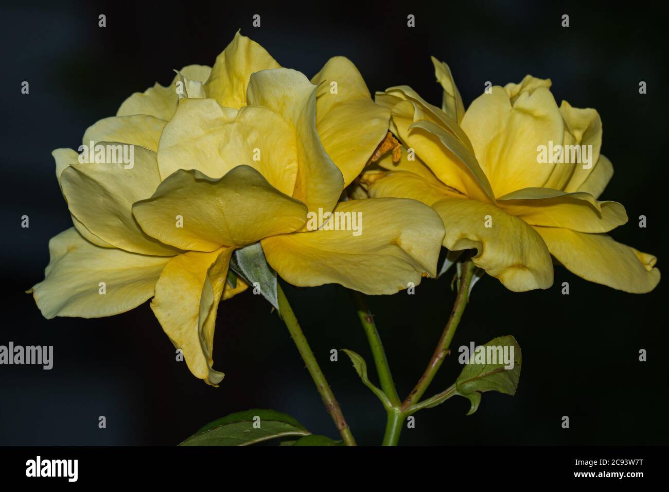 Bleeding rose hi-res stock photography and images - Alamy