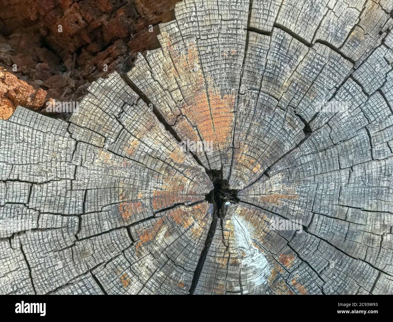 Wooden log surface filled with rhythmic cracks Stock Photo - Alamy