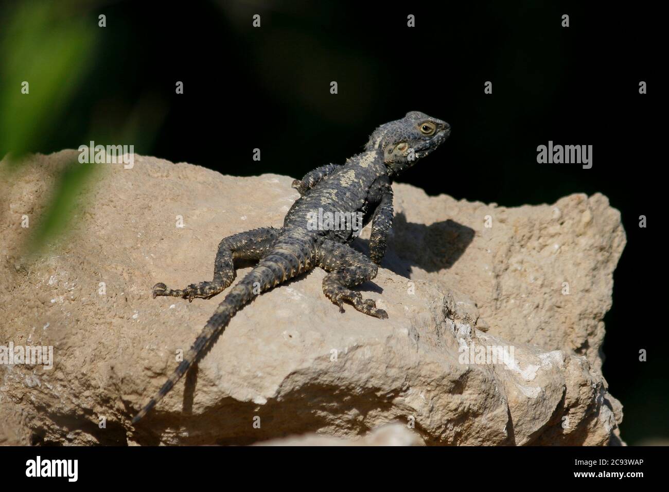 A lizard alone on a rock in Turkey Stock Photo - Alamy