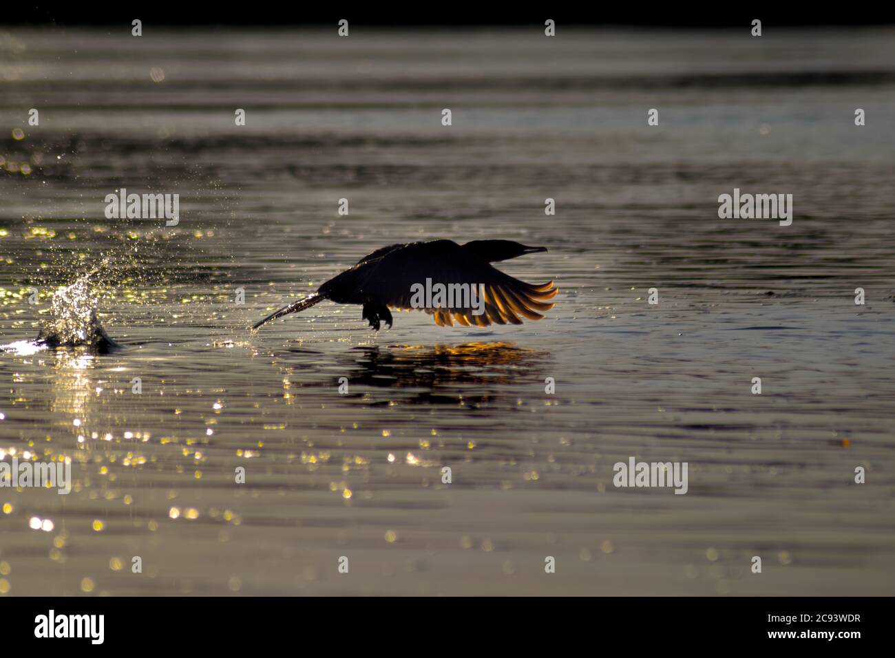 Nannopterum brasilianus, a beatiful bid bird taking off over the water ...