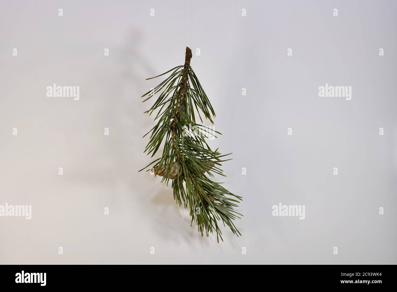 A branch of pine with two not blooming, closed cones Stock Photo - Alamy