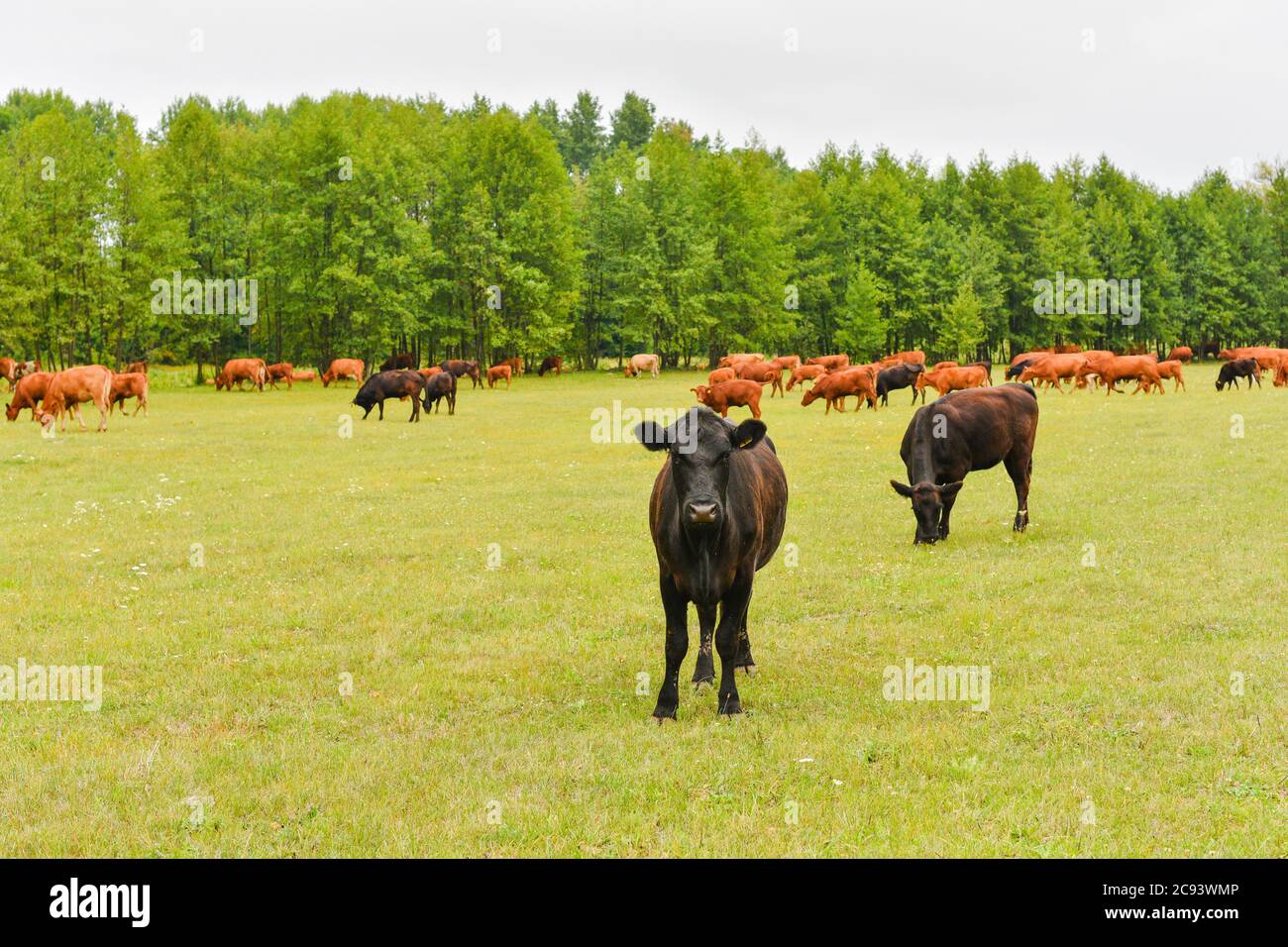 Cow in meadow. Rural composition. Cows grazing in the meadow. Cows ...