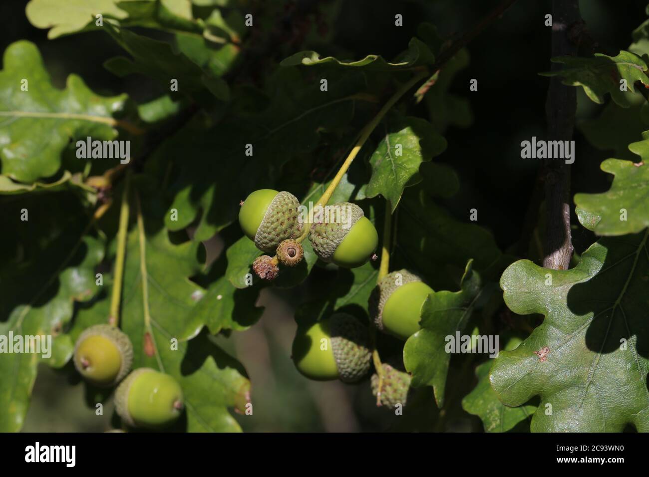 Oak branch with green leaves and acorns Stock Photo - Alamy