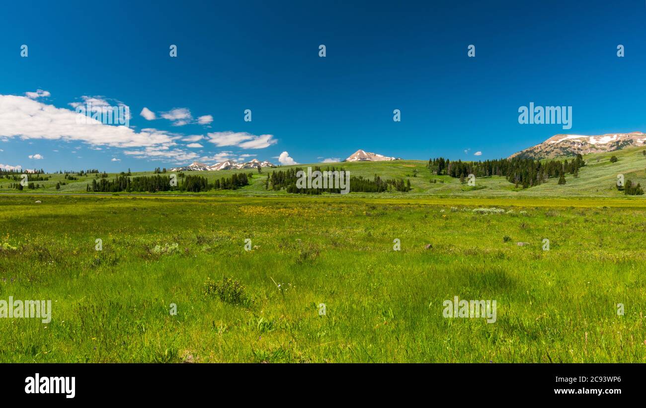 Meadow with Wildflowers in Yellowstone National Park with mountains in ...