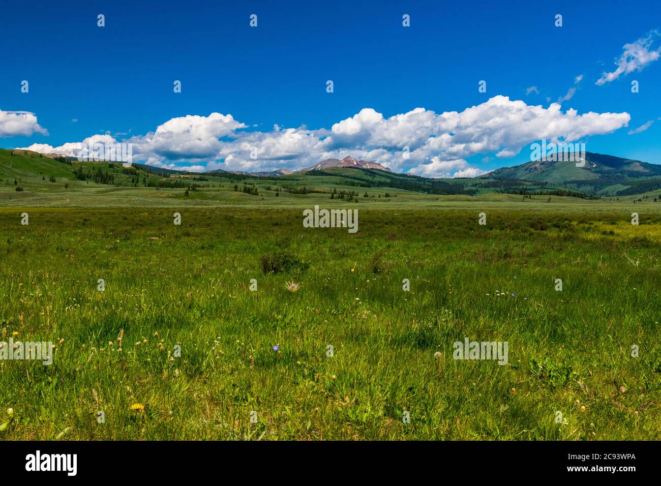 Meadow with Wildflowers in Yellowstone National Park with mountains in ...