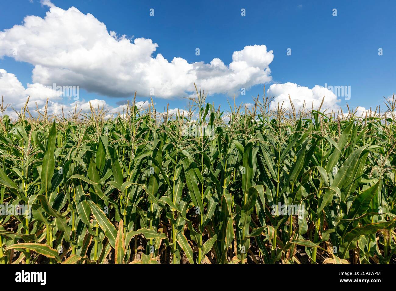 Field corn, farm, mid-summer, E USA, by James D Coppinger/Dembinsky ...