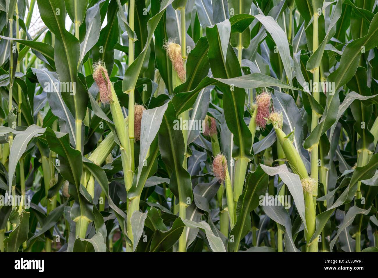 Field corn hi-res stock photography and images - Alamy