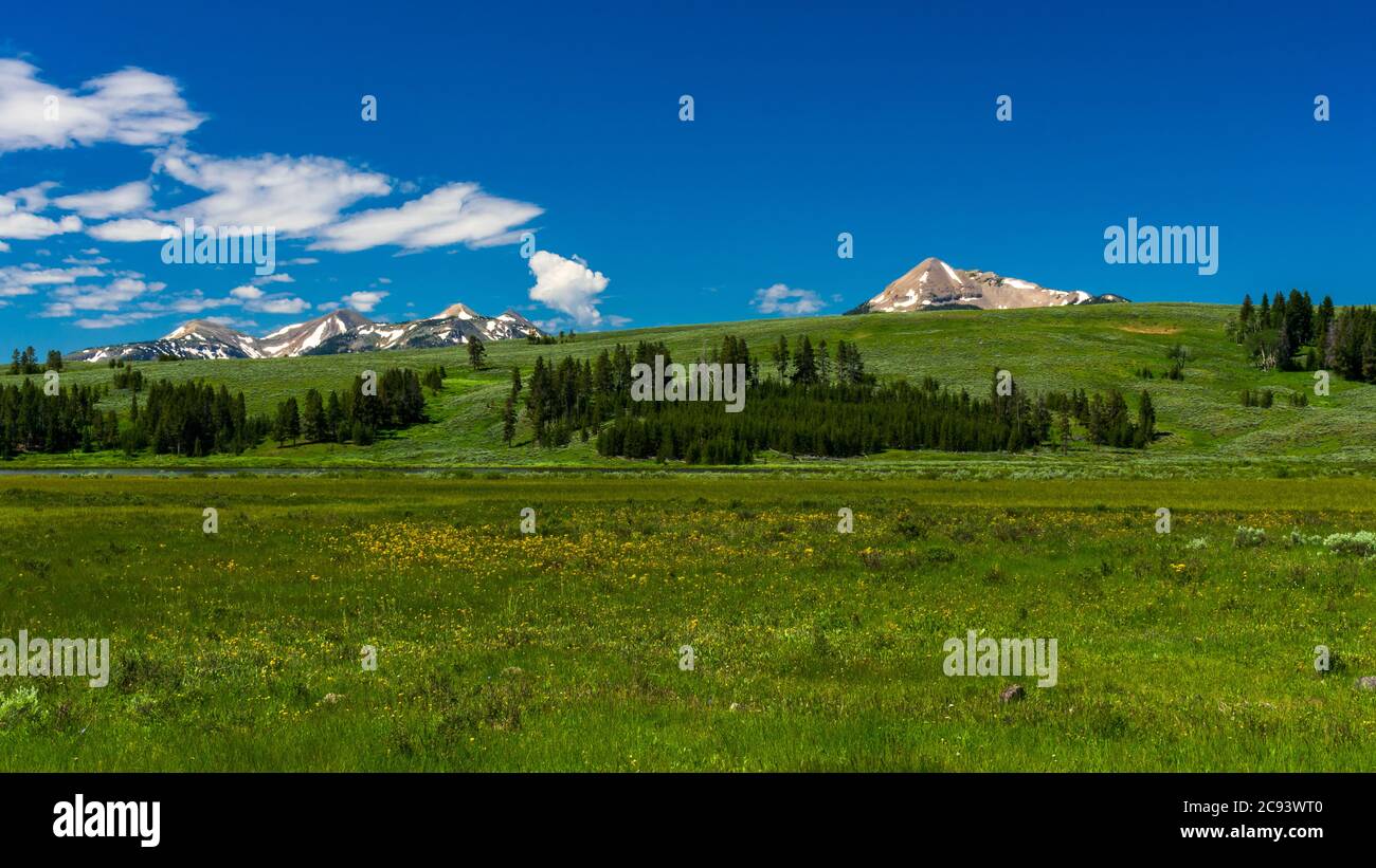 Meadow with Wildflowers in Yellowstone National Park with mountains in ...