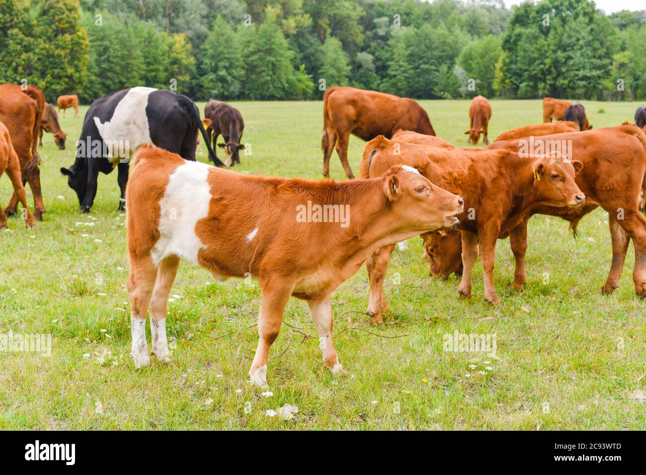Cow in meadow. Rural composition. Cows grazing in the meadow. Cows ...