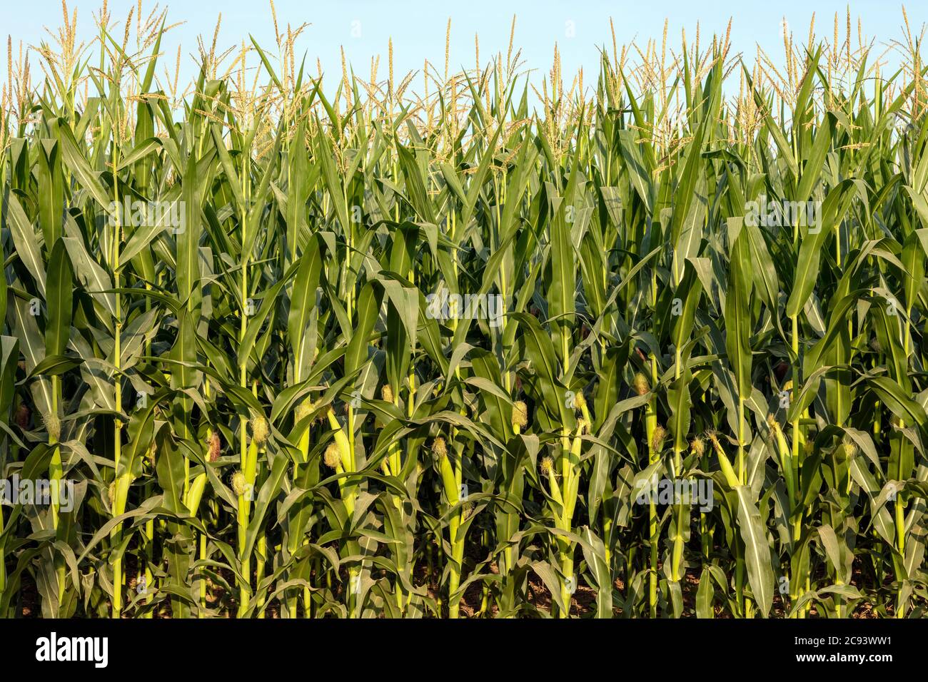 Field corn, farm, mid-summer, E USA, by James D Coppinger/Dembinsky ...