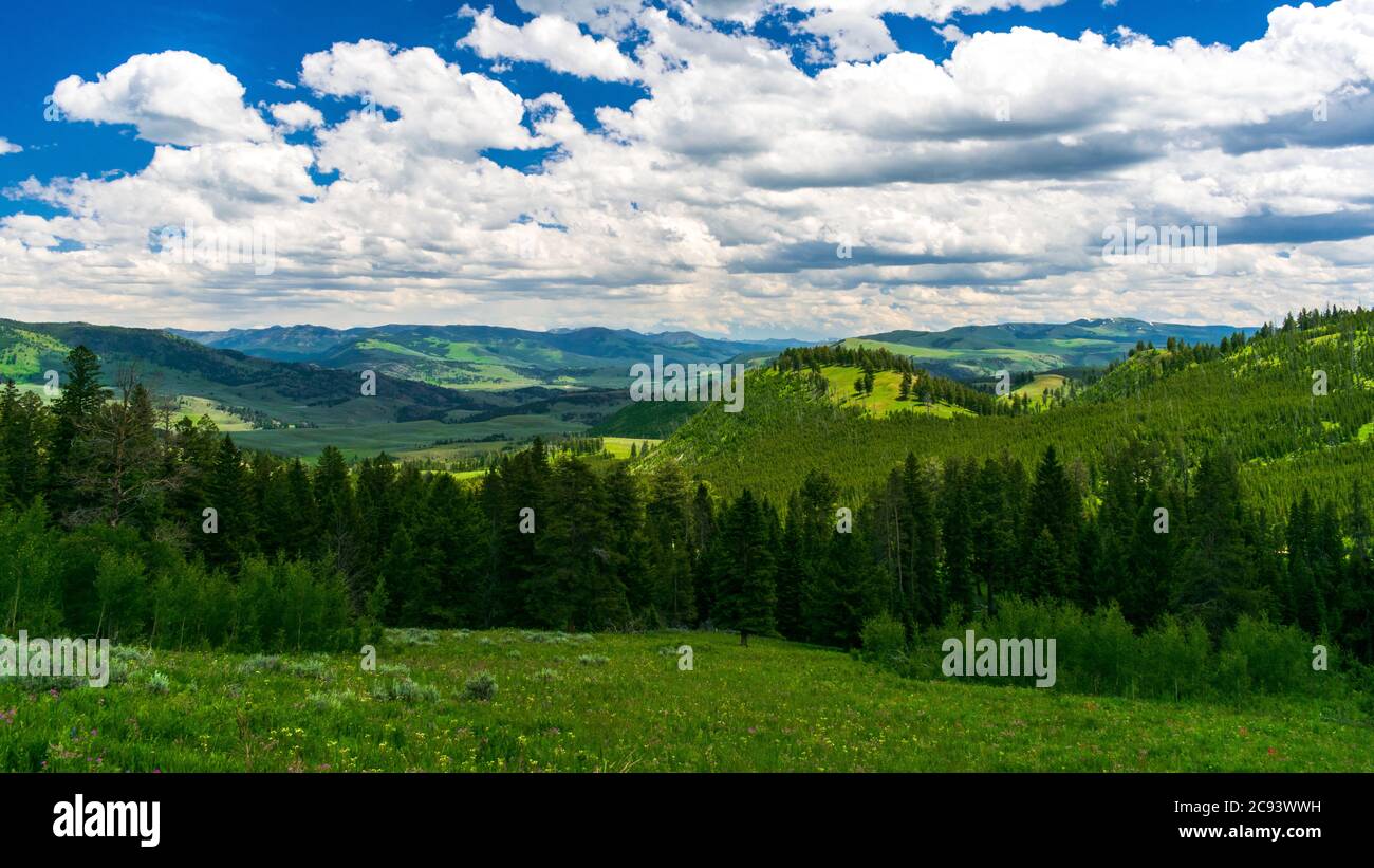 Montana yellowstone wildflowers hi-res stock photography and images - Alamy