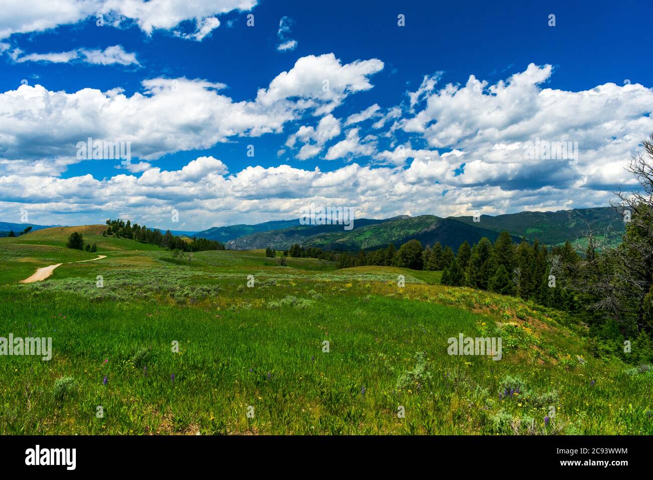 Meadow with Wildflowers in Yellowstone National Park with mountains in ...