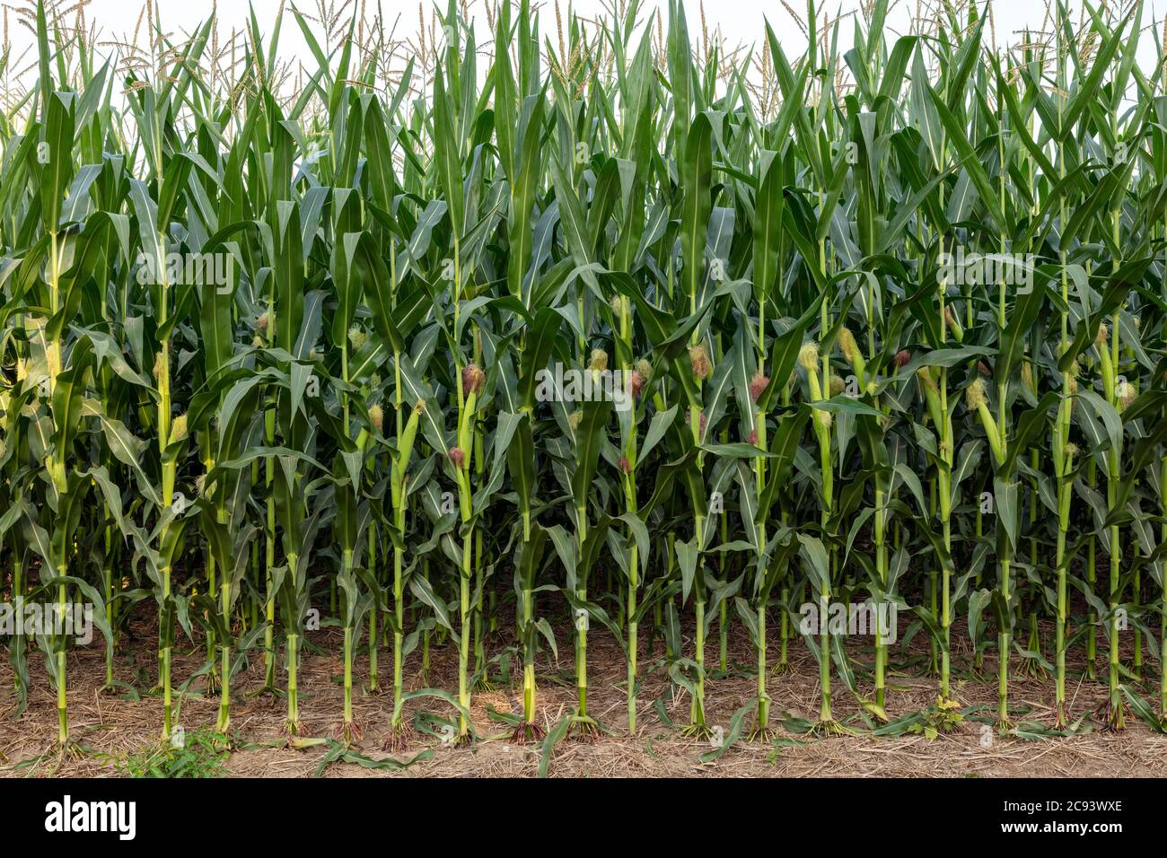 Field corn, farm, mid-summer, E USA, by James D Coppinger/Dembinsky ...