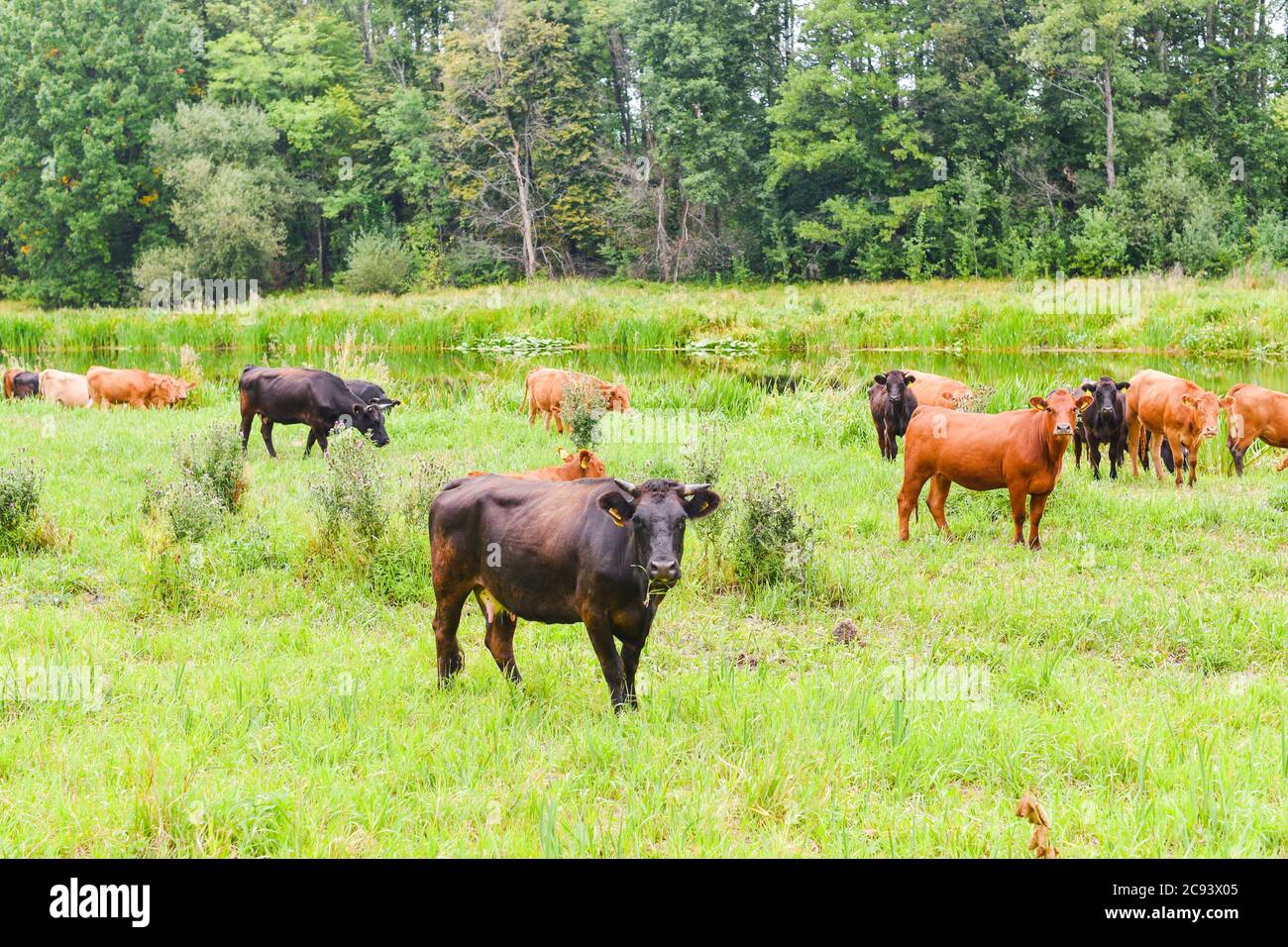 Cow in meadow. Rural composition. Cows grazing in the meadow. Cows ...