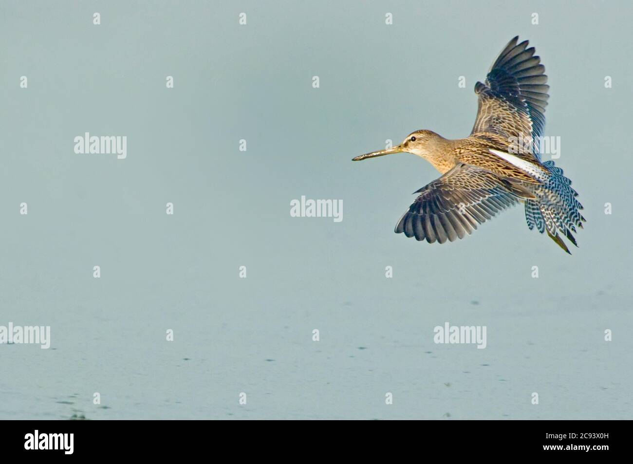 Short billed dowitcher in flight Stock Photo - Alamy