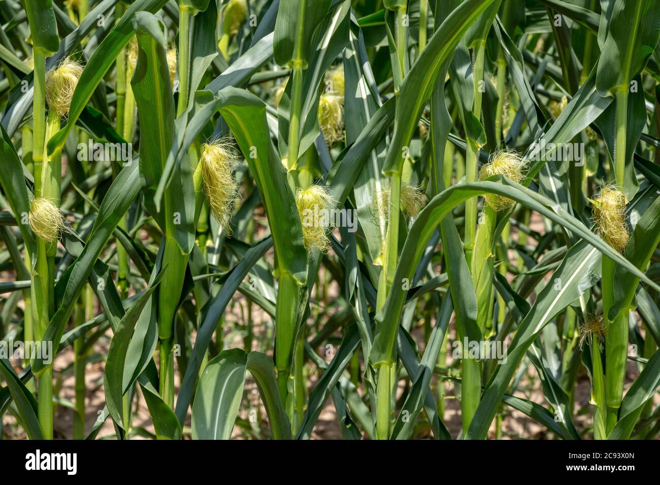 Field corn, farm, mid-summer, E USA, by James D Coppinger/Dembinsky ...