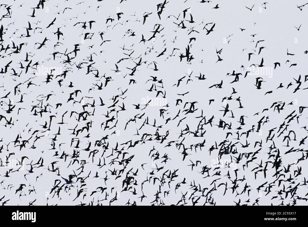 Large flock of short- billed dowitcher in flight Stock Photo - Alamy