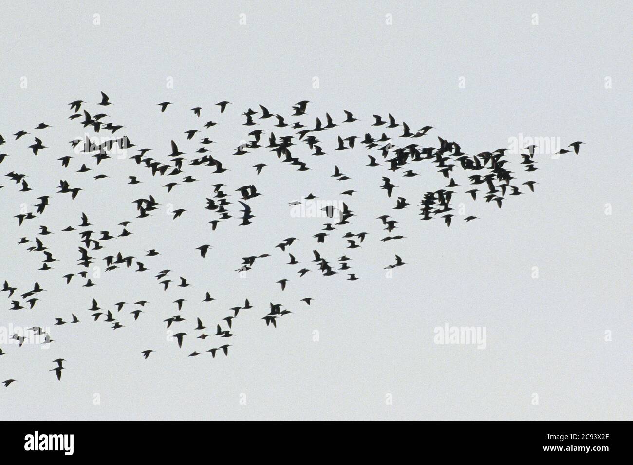 Large flock of short- billed dowitcher in flight Stock Photo - Alamy