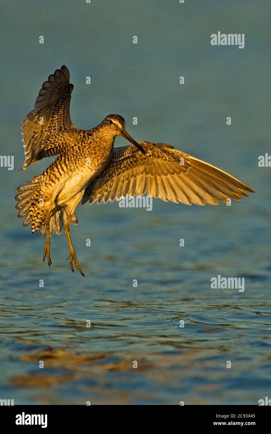 Short billed dowitcher landing in wetland habitat in late-afternoon ...