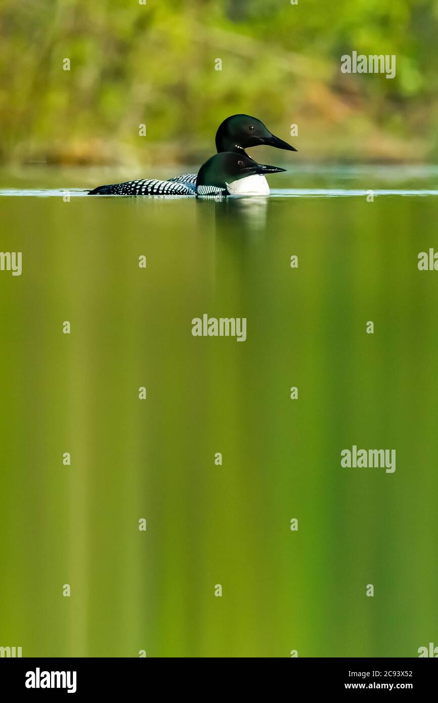Common Loon, Gavia immer, on Imp Lake during nesting season, Ottawa ...