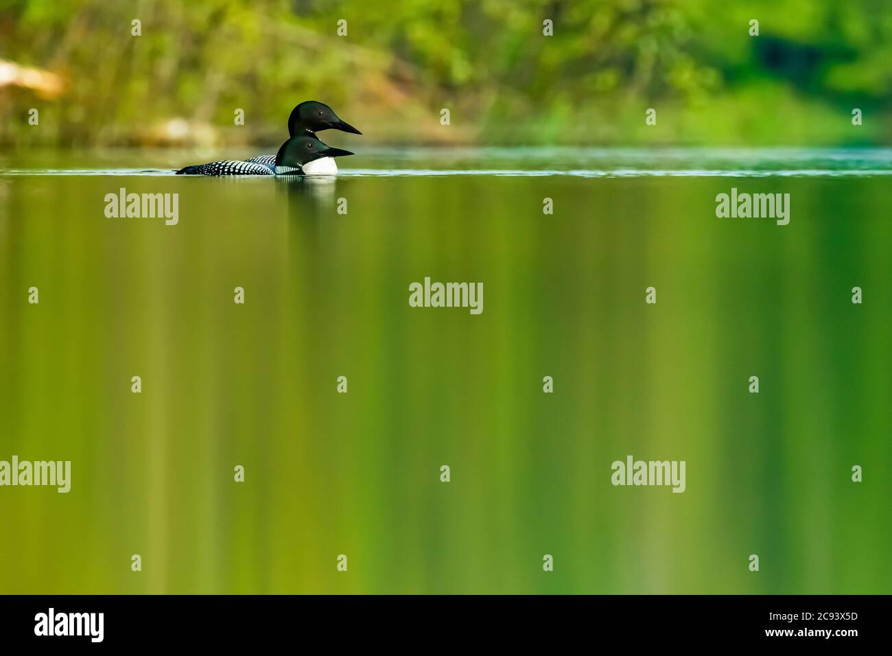 Common Loon, Gavia immer, on Imp Lake during nesting season, Ottawa ...