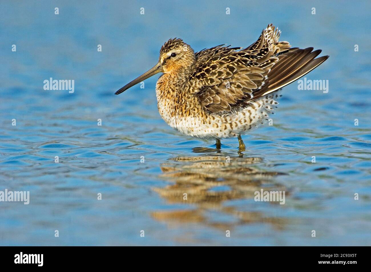 Short billed dowitcher Stock Photo - Alamy