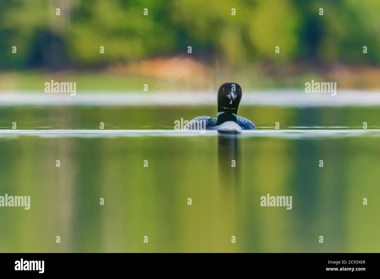 Common Loon, Gavia immer, on Imp Lake during nesting season, Ottawa ...