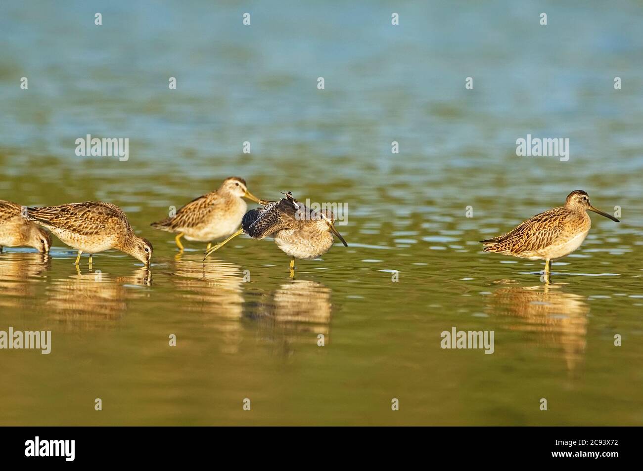 A small flock of short billed dowitchers Stock Photo - Alamy