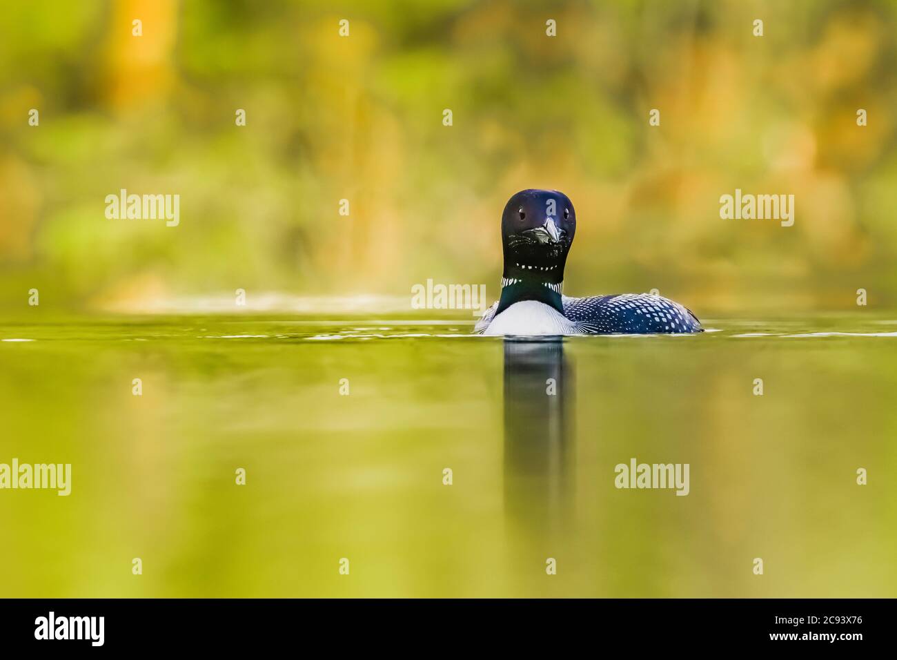 Common Loon, Gavia immer, on Imp Lake during nesting season, Ottawa ...