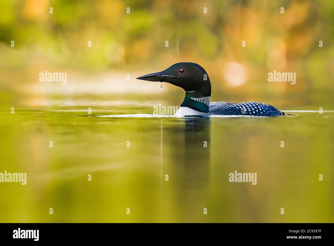 Common Loon, Gavia immer, on Imp Lake during nesting season, Ottawa ...