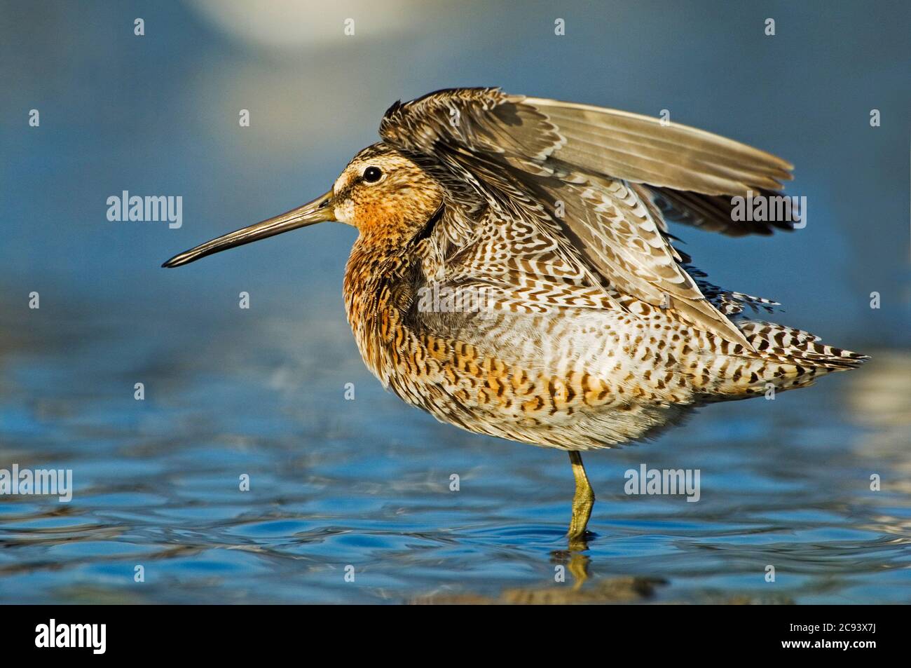 Short billed dowitcher with raised wings Stock Photo - Alamy