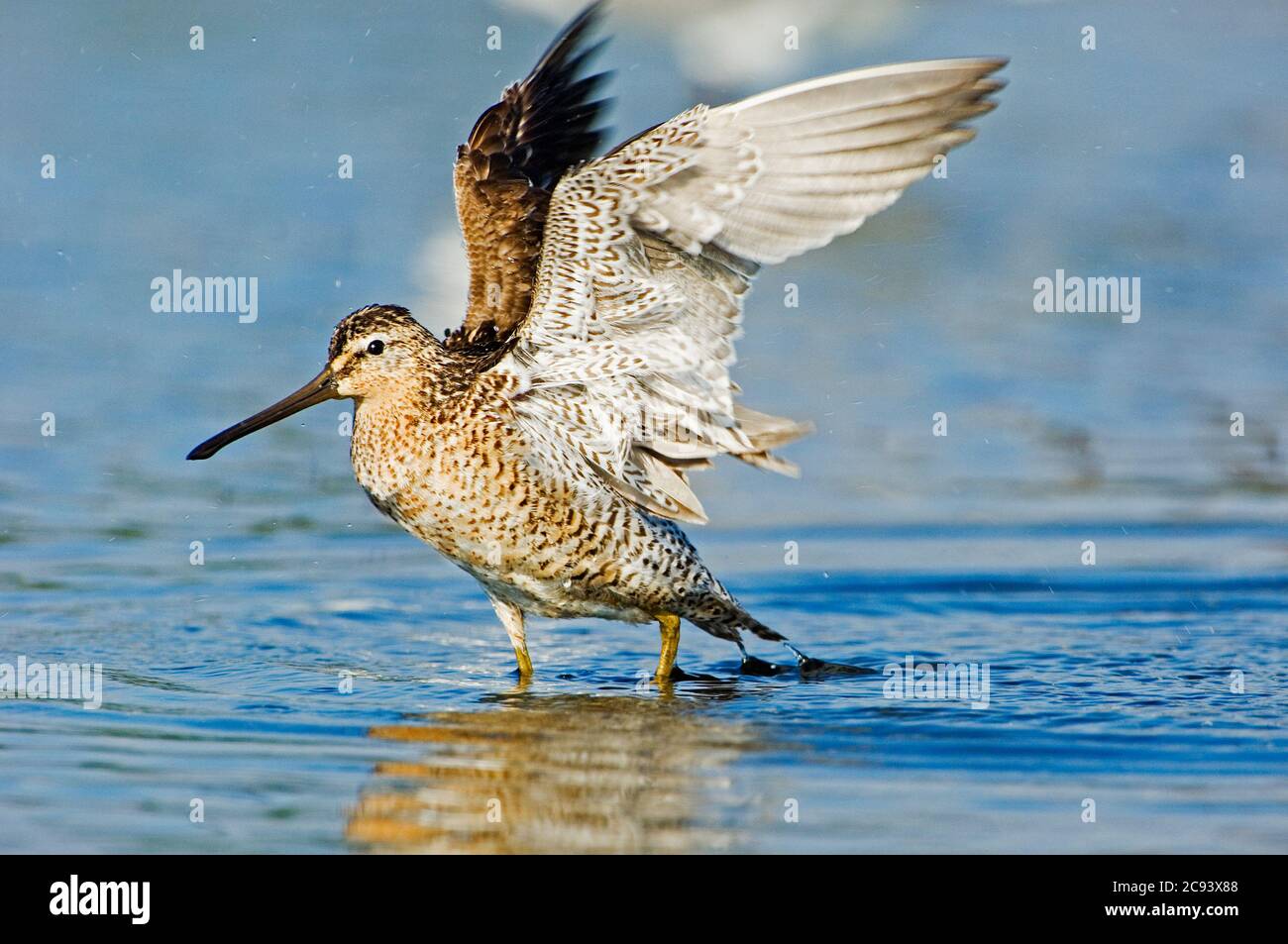 Short billed dowitcher with raised wings Stock Photo - Alamy