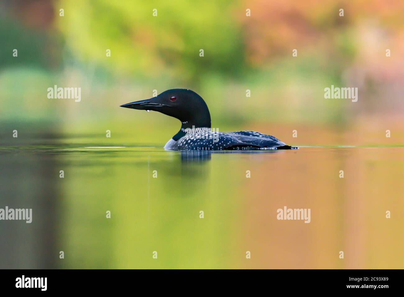 Common Loon, Gavia immer, on Imp Lake during nesting season, Ottawa ...