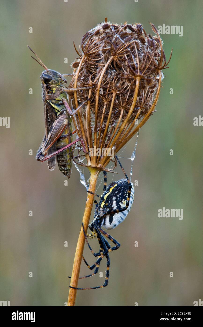 Locust High Resolution Stock Photography and Images - Alamy